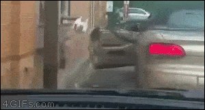 13 Funny Gifs of Random Hilarity | Team Jimmy Joe