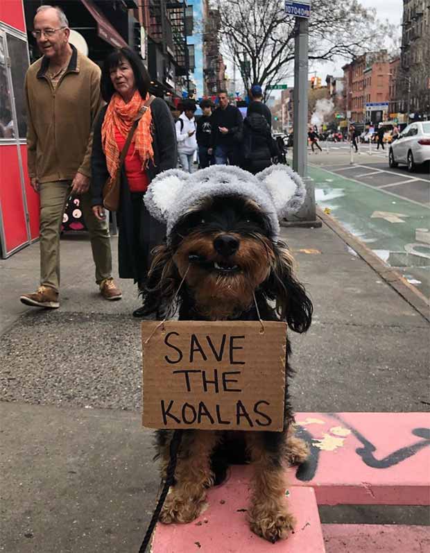 Funny Protesting Dog With Sign Has Something to Say | Team Jimmy Joe