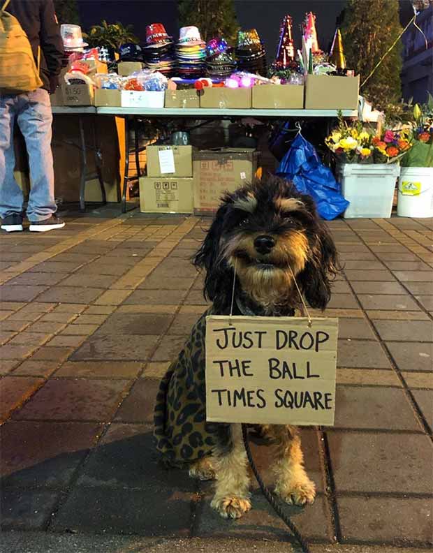 Funny Protesting Dog With Sign Has Something to Say | Team Jimmy Joe