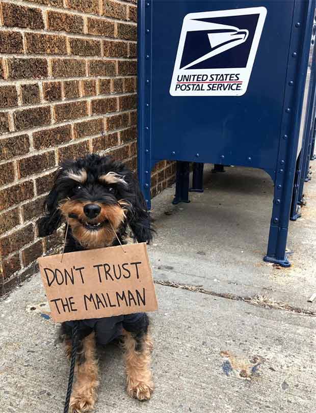 Funny Protesting Dog With Sign Has Something to Say | Team Jimmy Joe