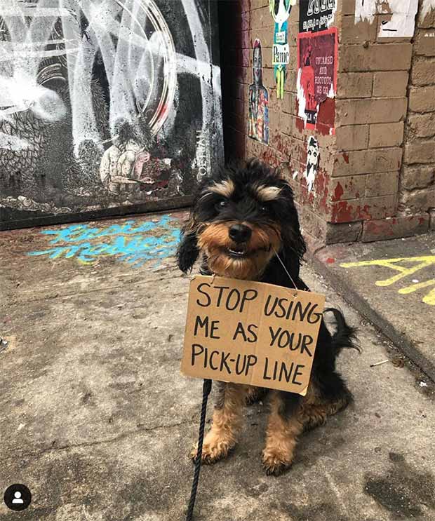 Funny Protesting Dog With Sign Has Something to Say | Team Jimmy Joe