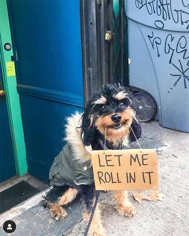 Funny Protesting Dog With Sign Has Something to Say | Team Jimmy Joe