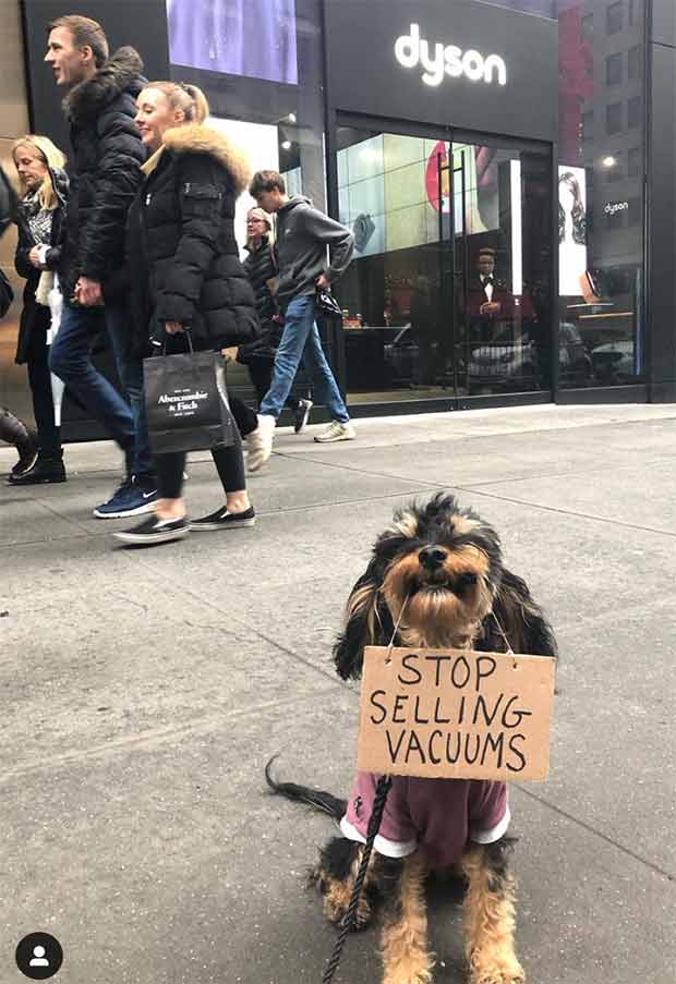 Funny Protesting Dog With Sign Has Something to Say | Team Jimmy Joe